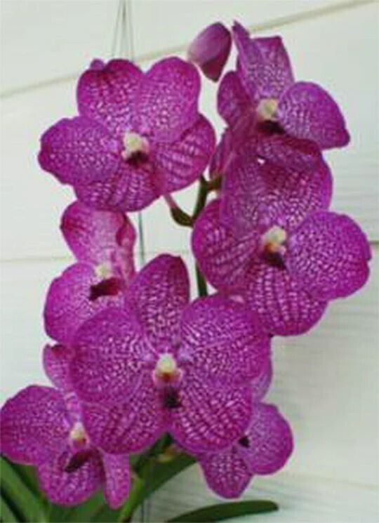 Orchid Vanda Noppadol Delight Mad Happenings Tropical Hanging Plant – MadHappenings