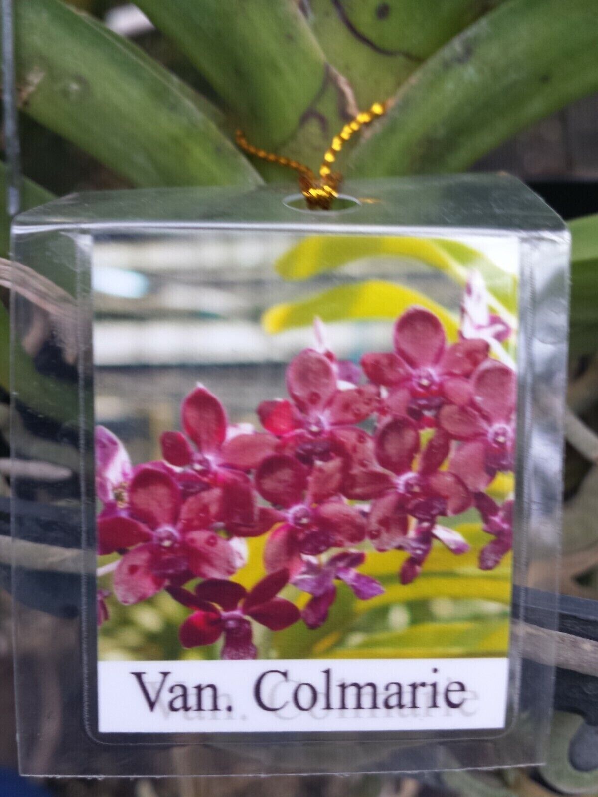 Vanda Vandachostylis Colemarie – MadHappenings